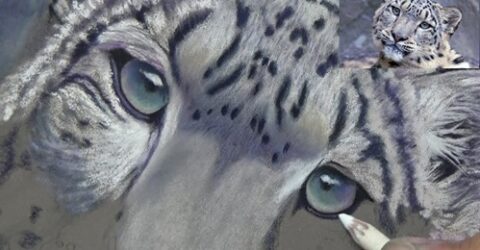 Snow Leopard Tutorial Skh Portraits